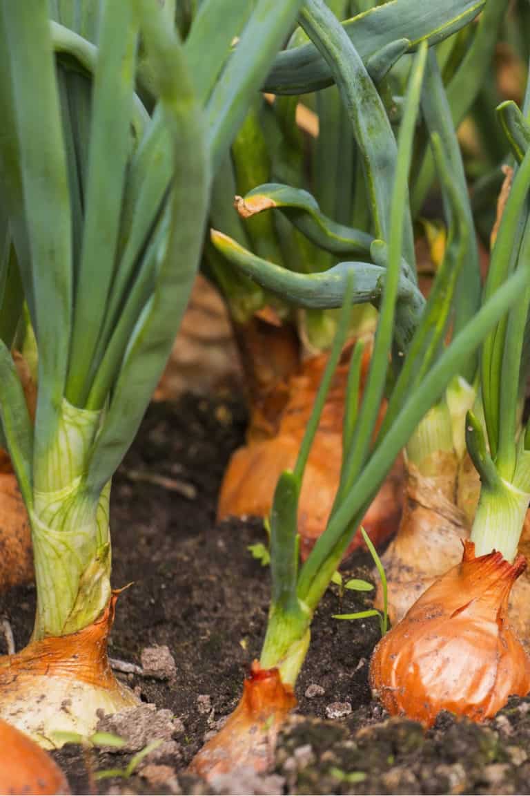 Onions at War: The History of Onions