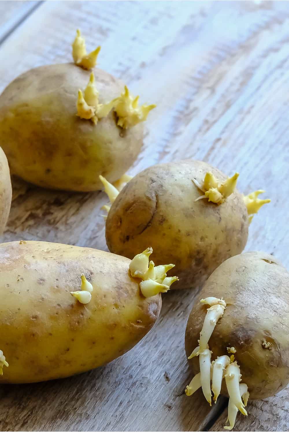 Do Potatoes Go Bad?How Long Does It Last? Do Potatoes Go Bad?How Long Does It Last?