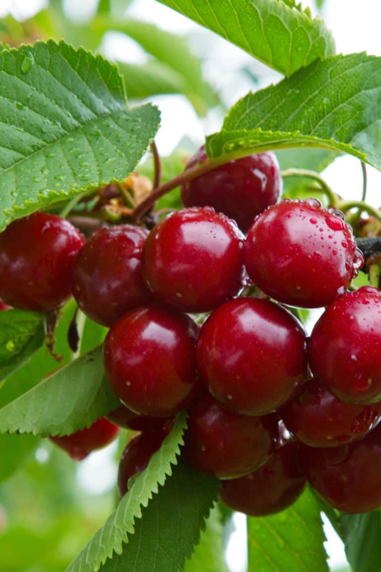 Do cherries Go Bad? How long does It last?